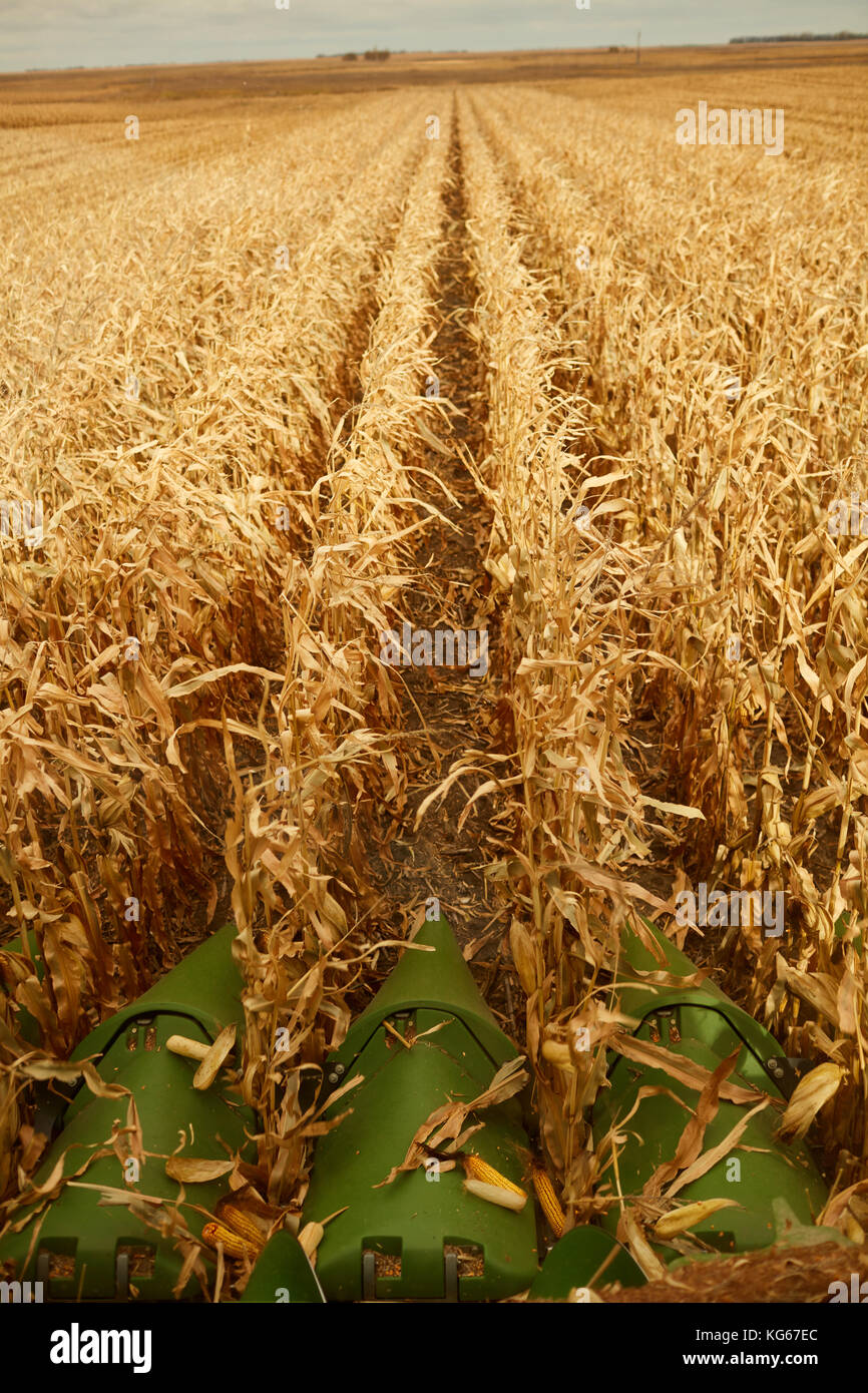 High angle view of rows of uncut maize and a cutter bar on a combine ...