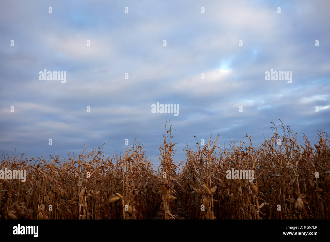 Plantation of dried maize plants ready to harvest viewed along throws ...