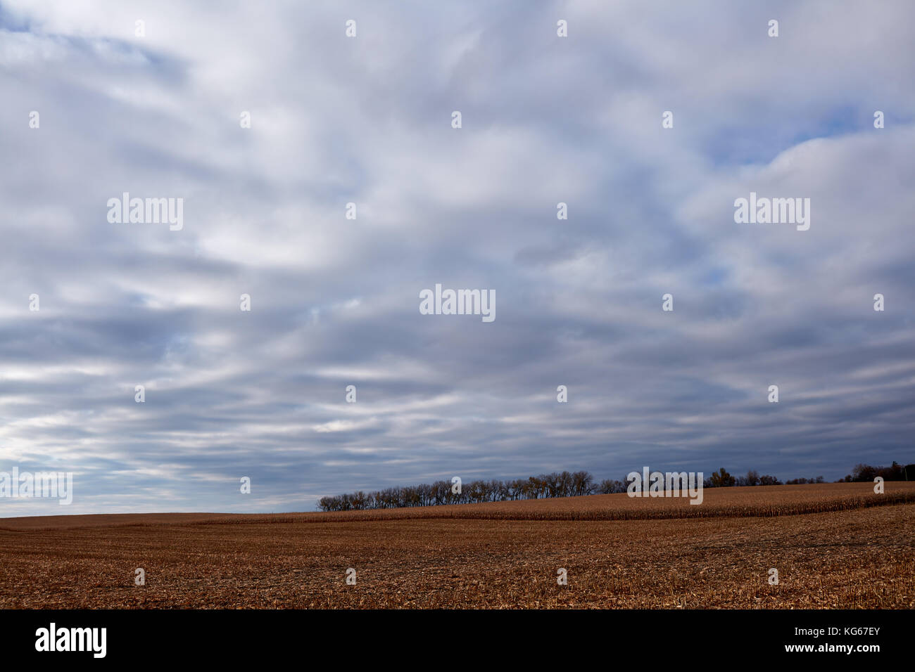A dark brooding landscape with a field of partially harvested maize ...