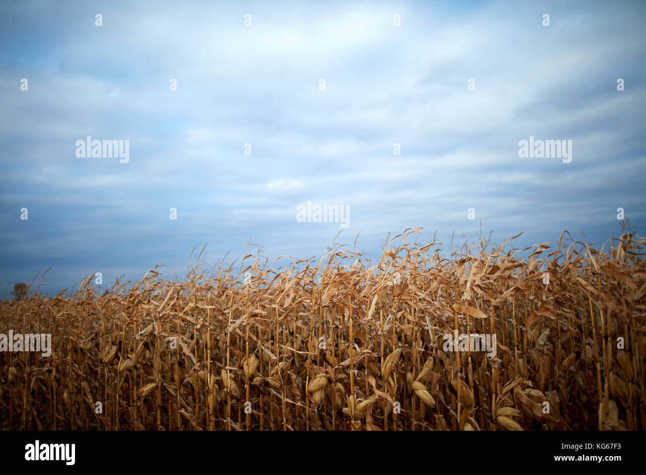 Field of autumn maize ready for harvesting with vignette for a dark ...