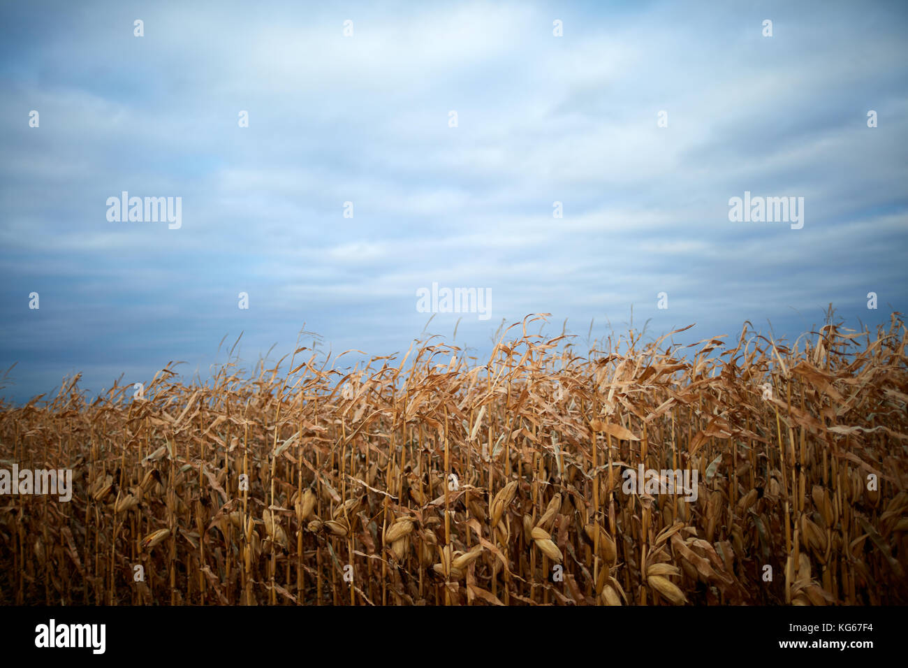 Dry maize plants with corncobs in a farm field under a brooding autumn ...