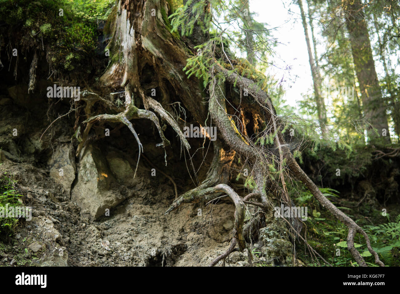 Old tree roots hi-res stock photography and images - Alamy
