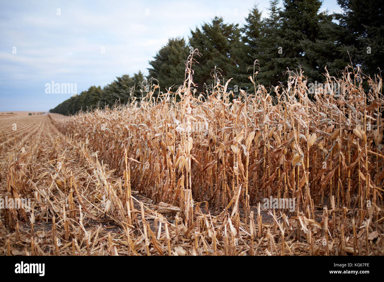 Harvesting a field of maize in autumn under a cloudy sky with a view ...