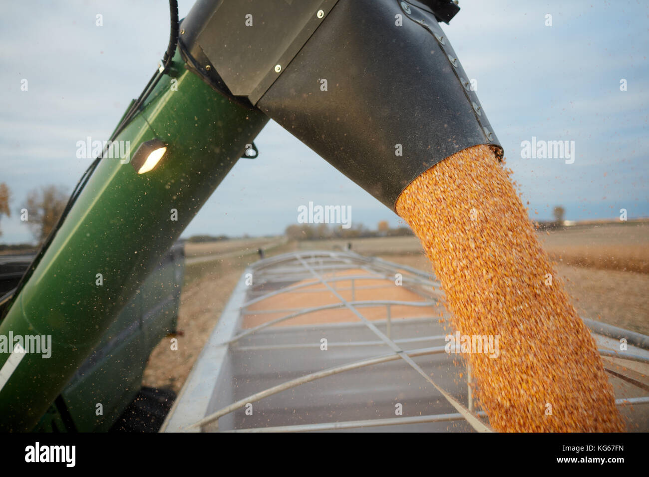 Harvested maize being discharged from the hopper or funnel of a combine ...