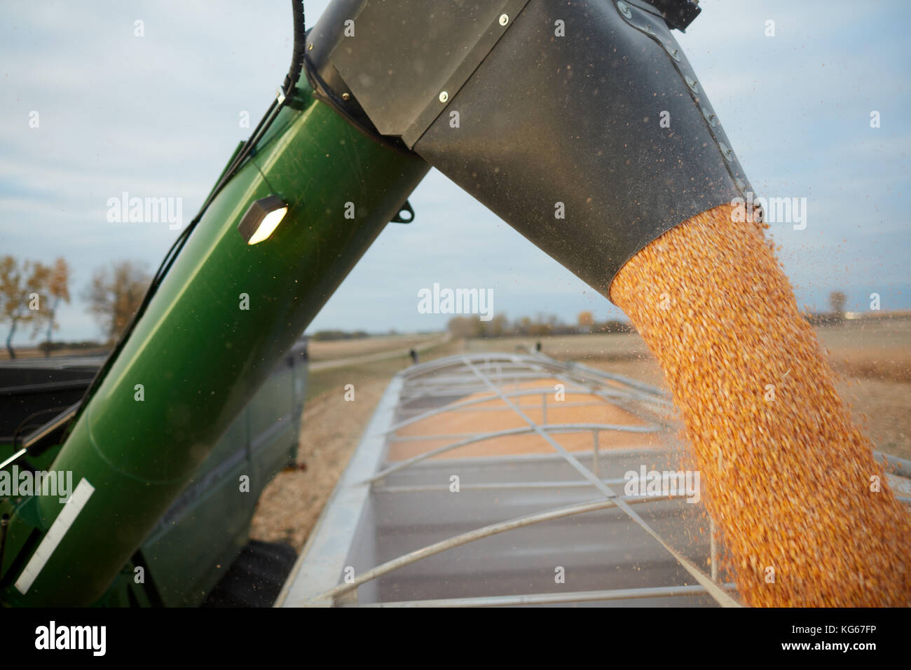 Combine harvester discharging maize kernels into the load bed of a ...