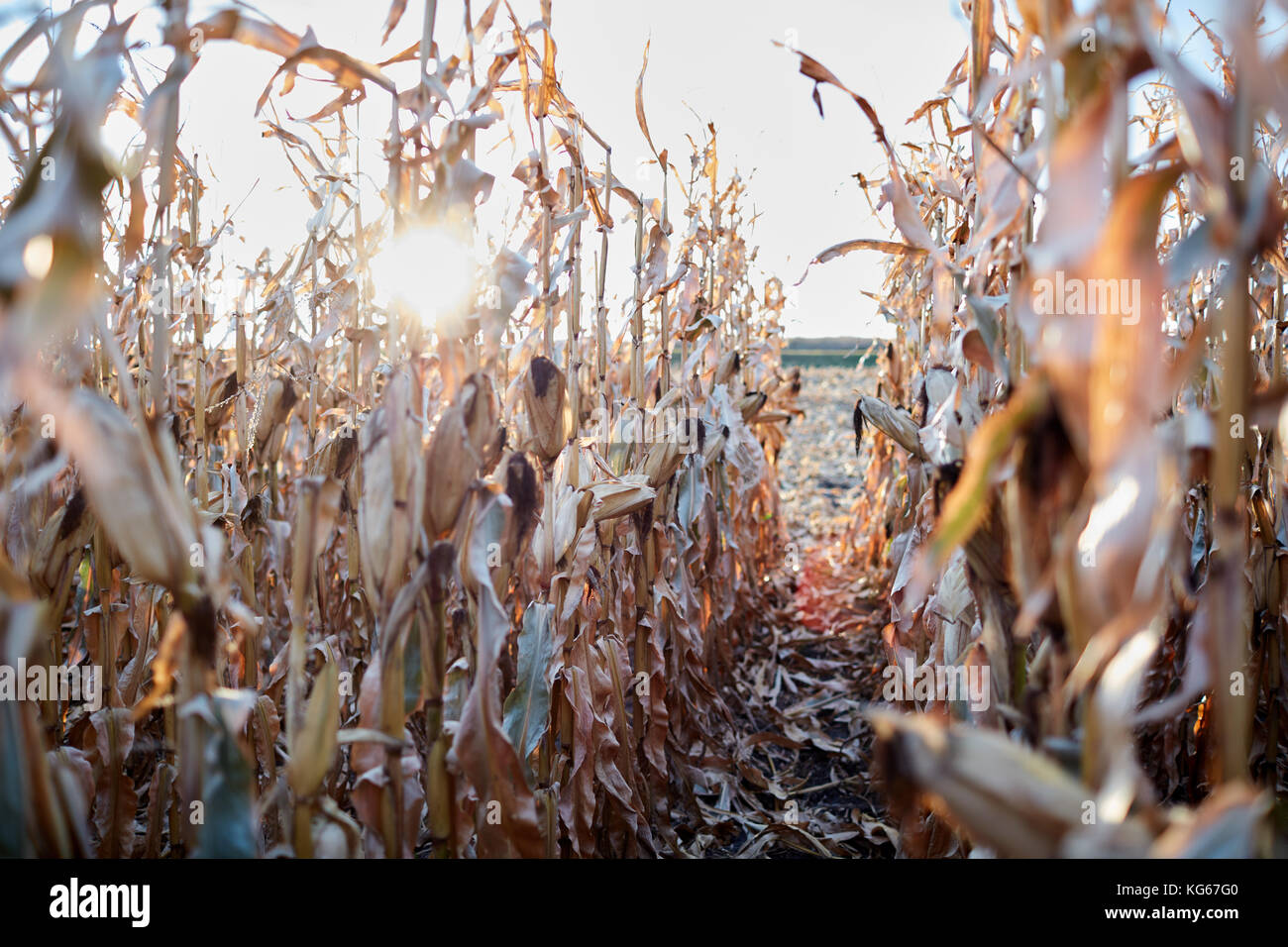 Sunburst through rows of dried maize plants with cobs viewed from ...
