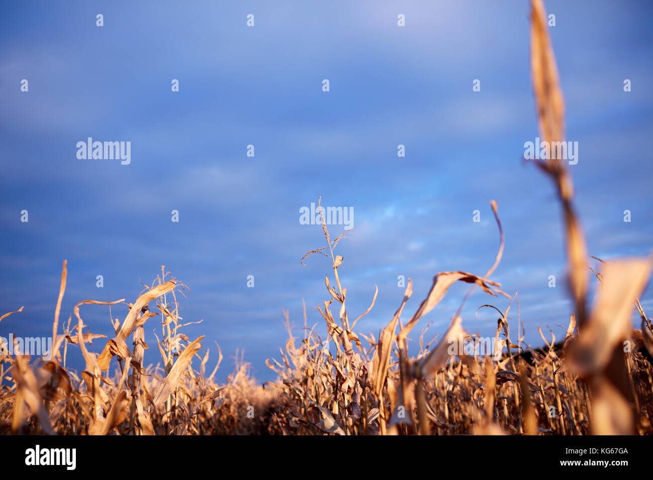 Ears of dried maize plants in evening light growing in an agricultural ...
