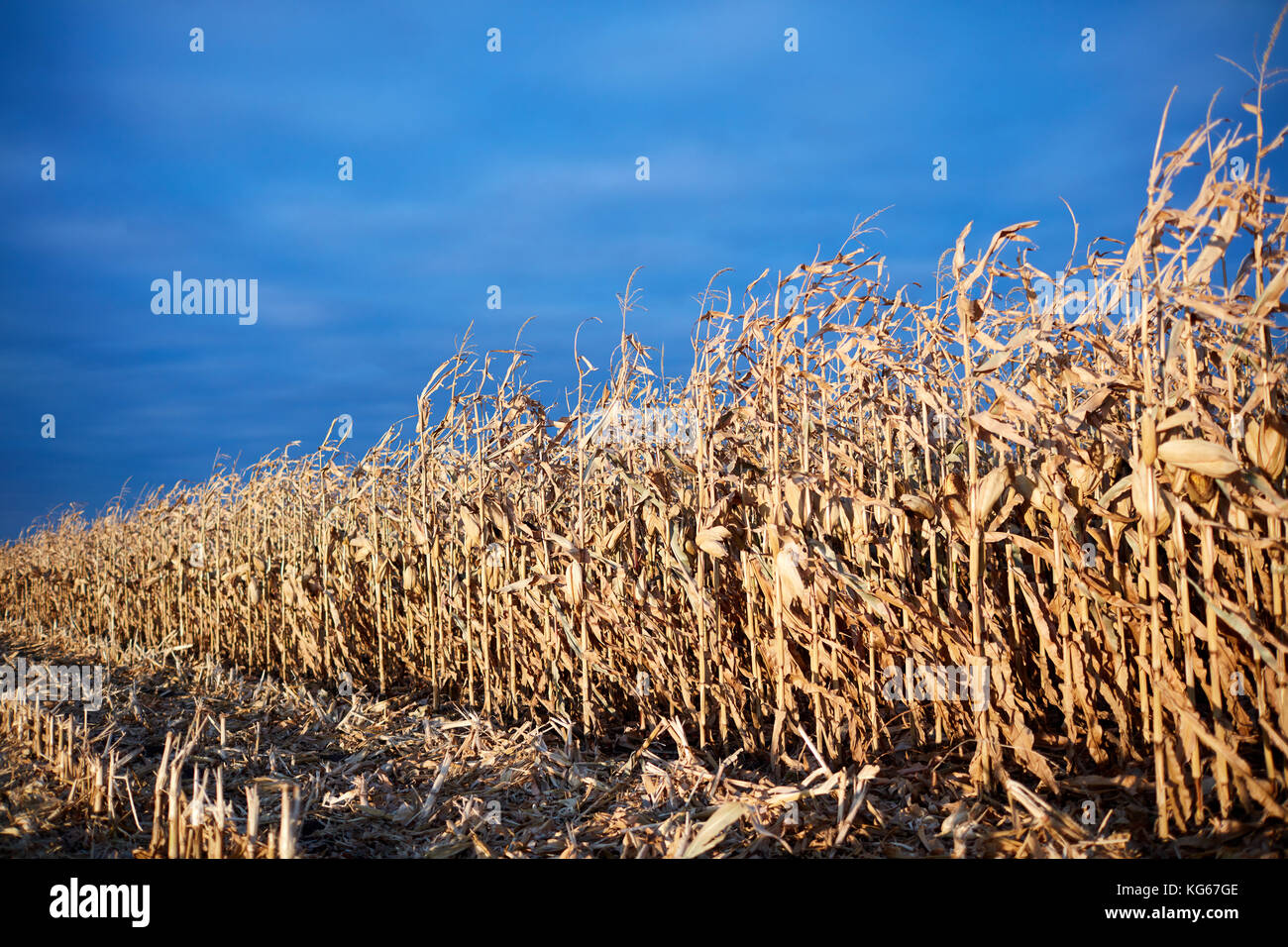 Field of dried maize plants awaiting harvesting with stubble of cut ...