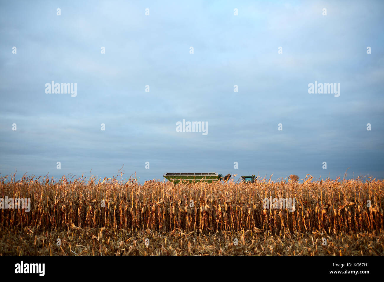 Dried maize plants being harvested during fall with a combine harvester ...