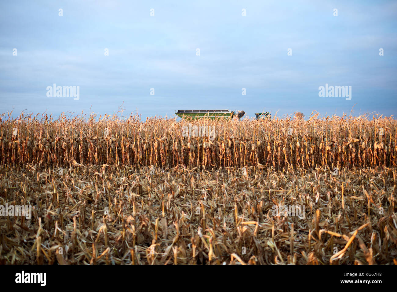 Corn stubble and maize plants during the fall harvest with the top of a ...