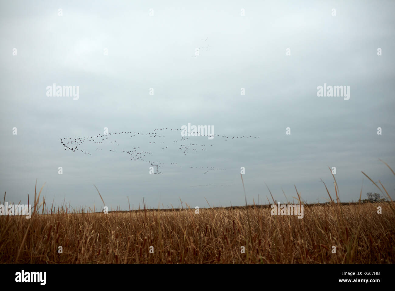 Large flock of migrating birds flying in formation over autumn farmland ...