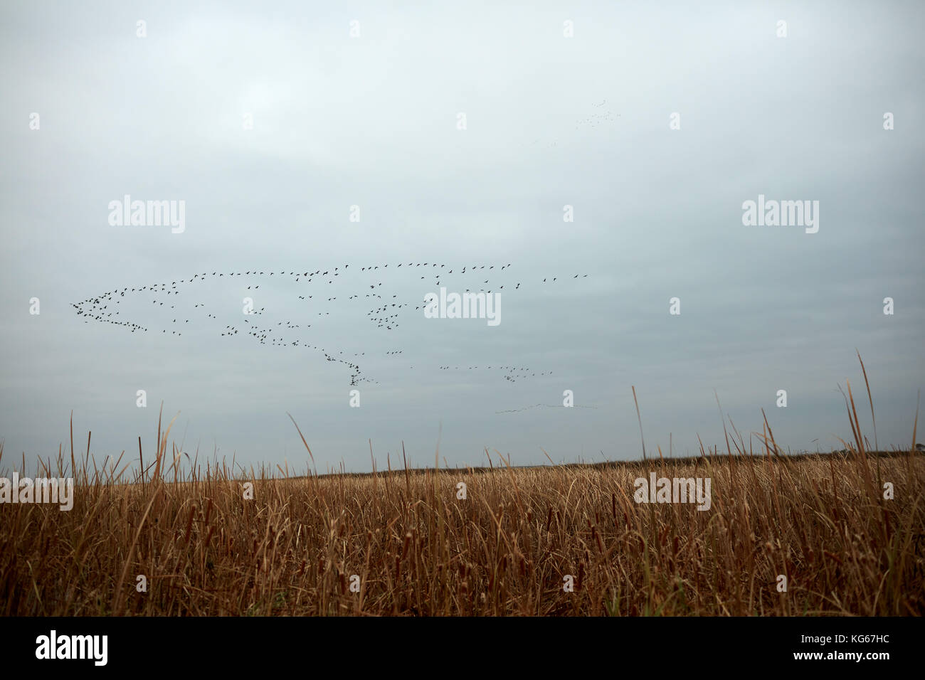 Flock of migrating birds flying over a farm field on a grey moody day ...