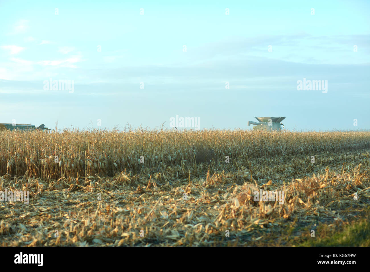 Harvesting a large field of maize in autumn with a combine harvester ...