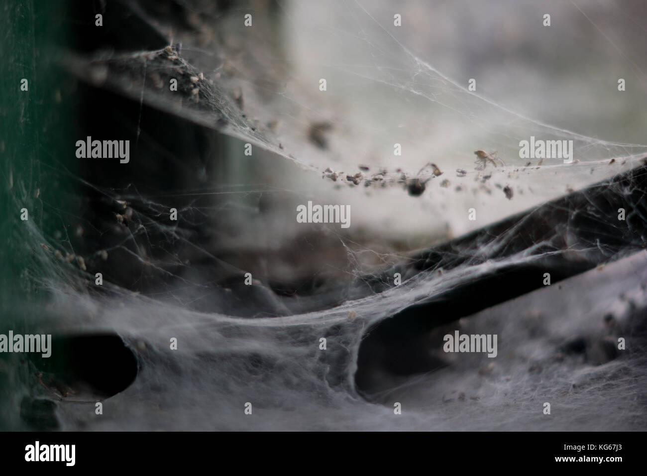 Old spider web hi-res stock photography and images - Alamy
