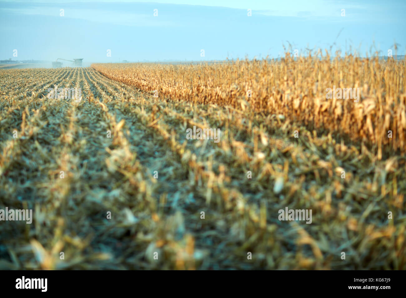 Vast maize field being harvested in autumn with a view of receding rows ...