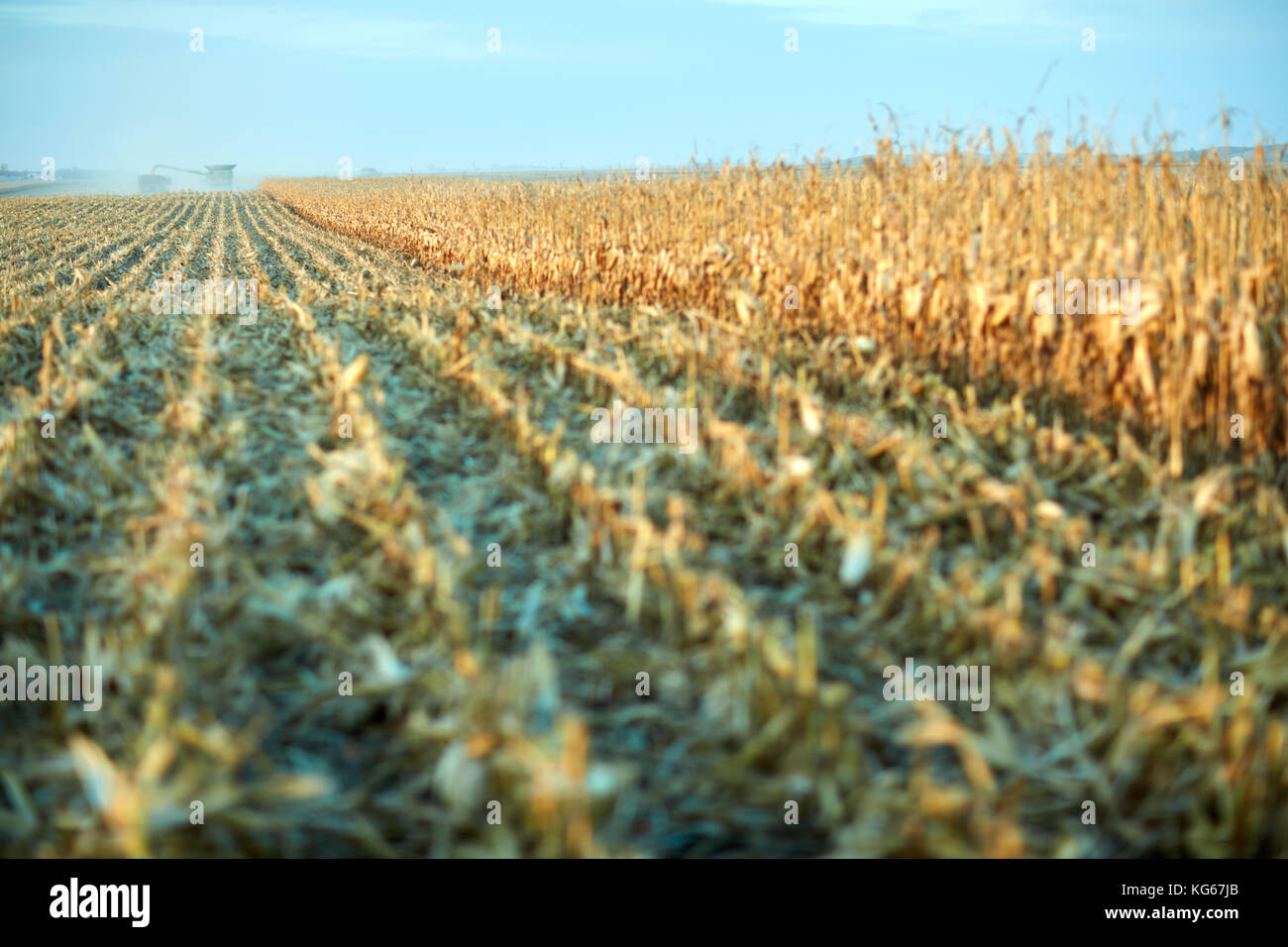 Rows of cut stubble and maize plants in a large farm field viewed ...
