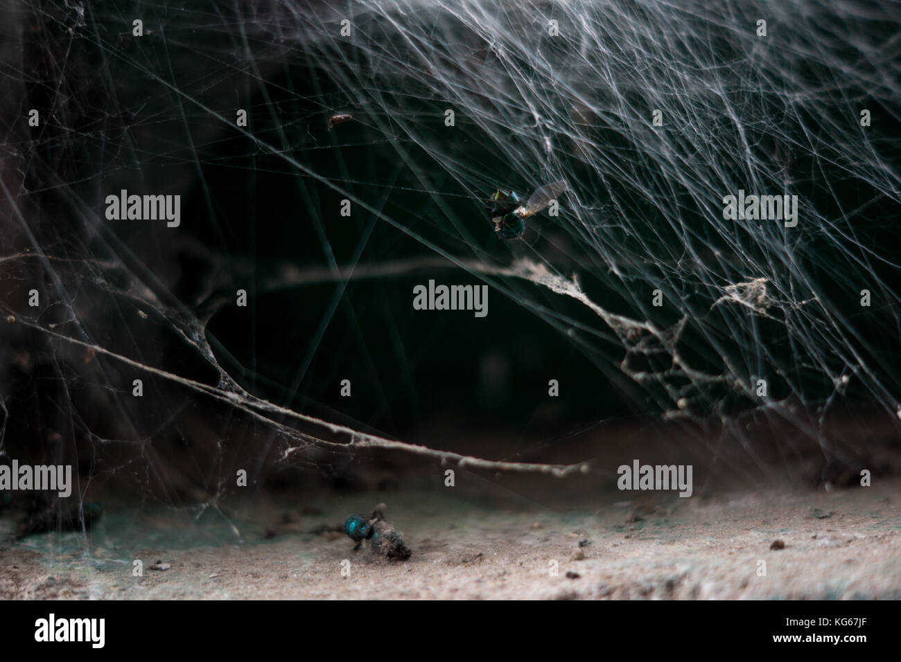 macro photo of some old spider web with dead flies Stock Photo - Alamy