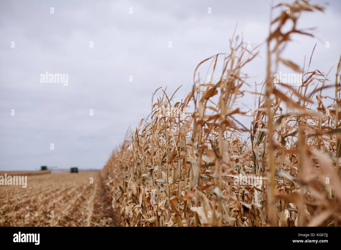 Dried maize plants being harvested during autumn with uncut plants ...