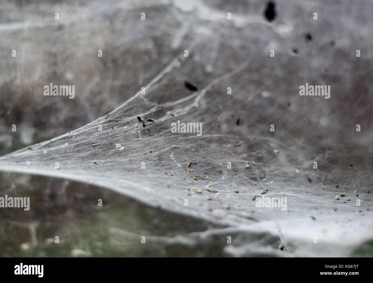 Old spider web hi-res stock photography and images - Alamy
