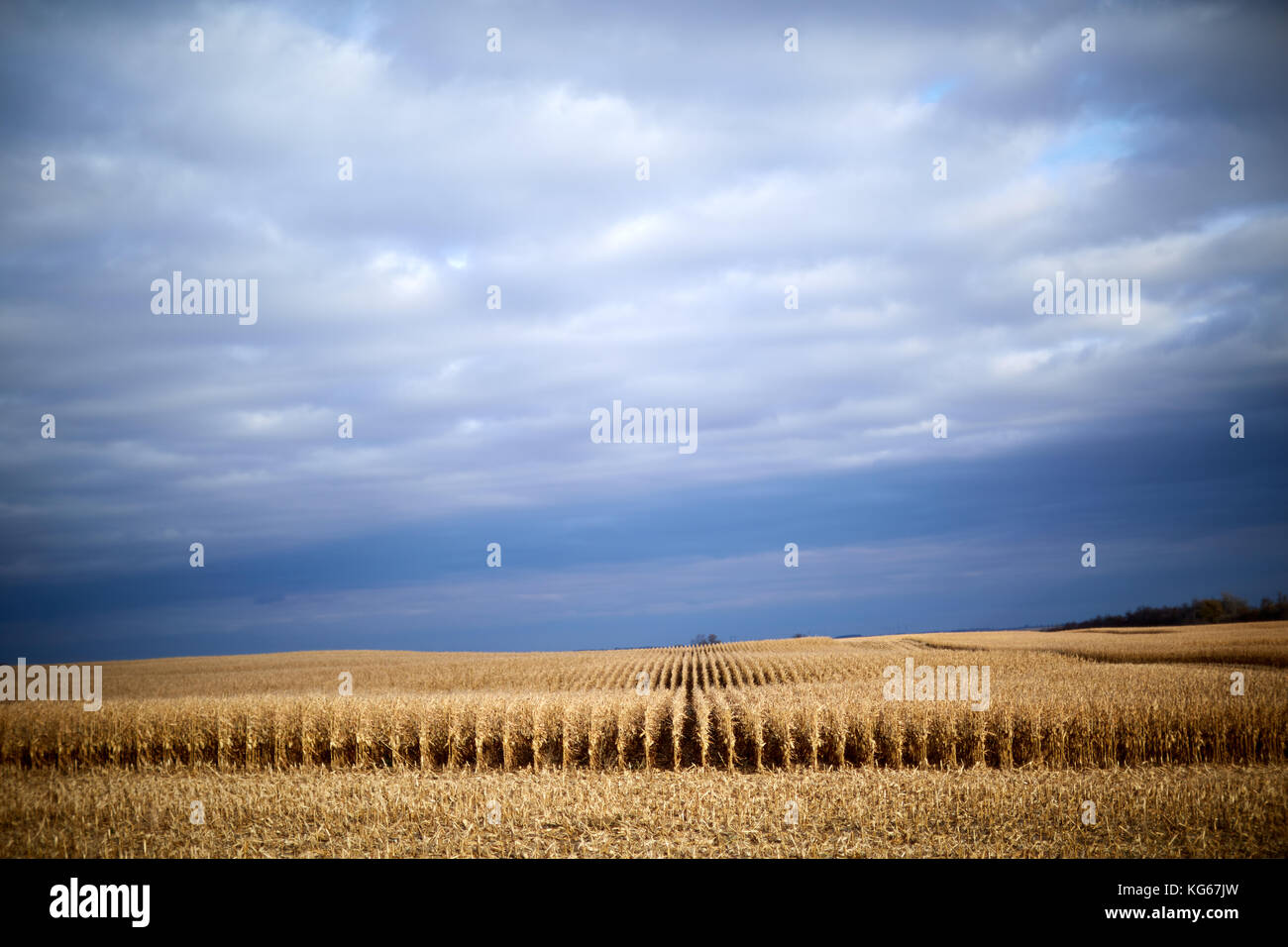 Atmospheric autumn landscape of ripe maize in an agricultural landscape ...