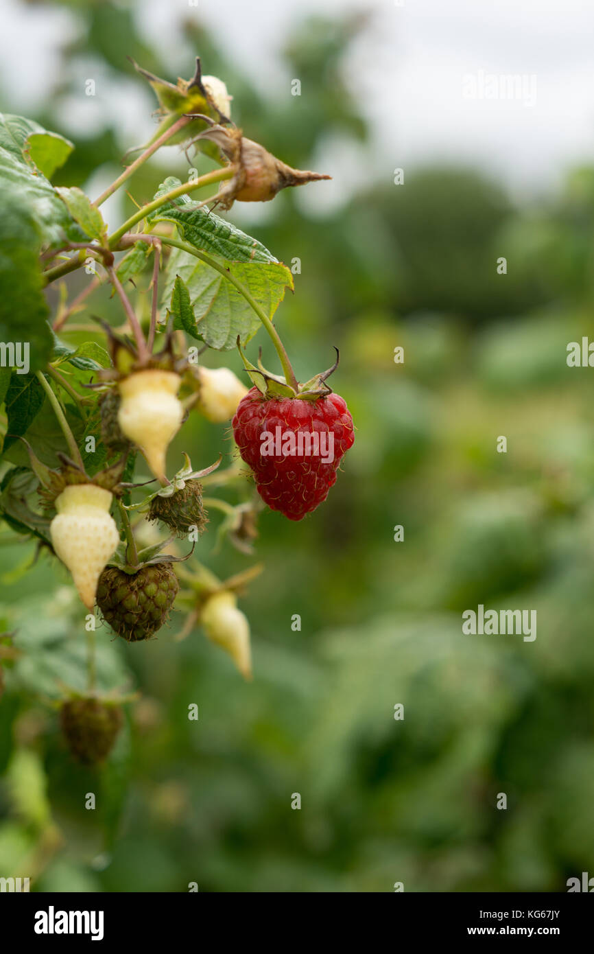 red raspberry growing on a plant during summer Stock Photo - Alamy