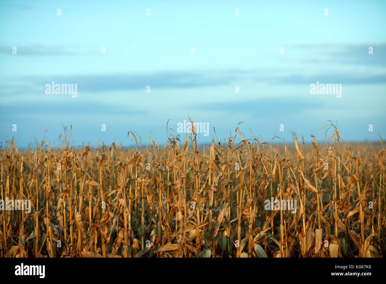 Dried maize plants with corn cobs ready for the fall harvest in a close ...
