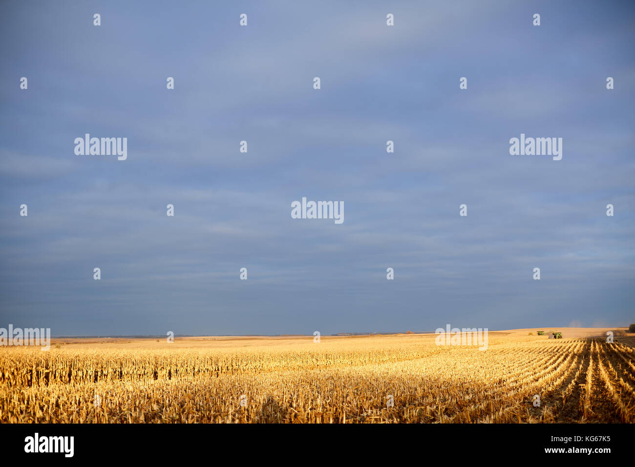 Golden light over a partly harvested maize field at sunset with rows of ...
