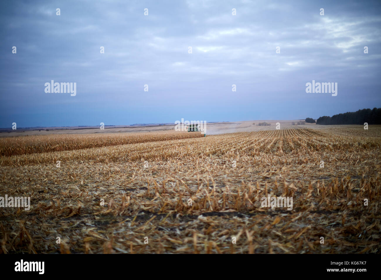 Cut maize hi-res stock photography and images - Alamy