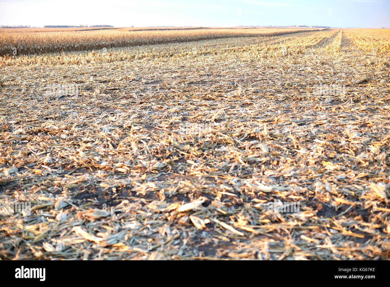 Chaff and stubble in a vast partly harvested corn field in autumn with ...