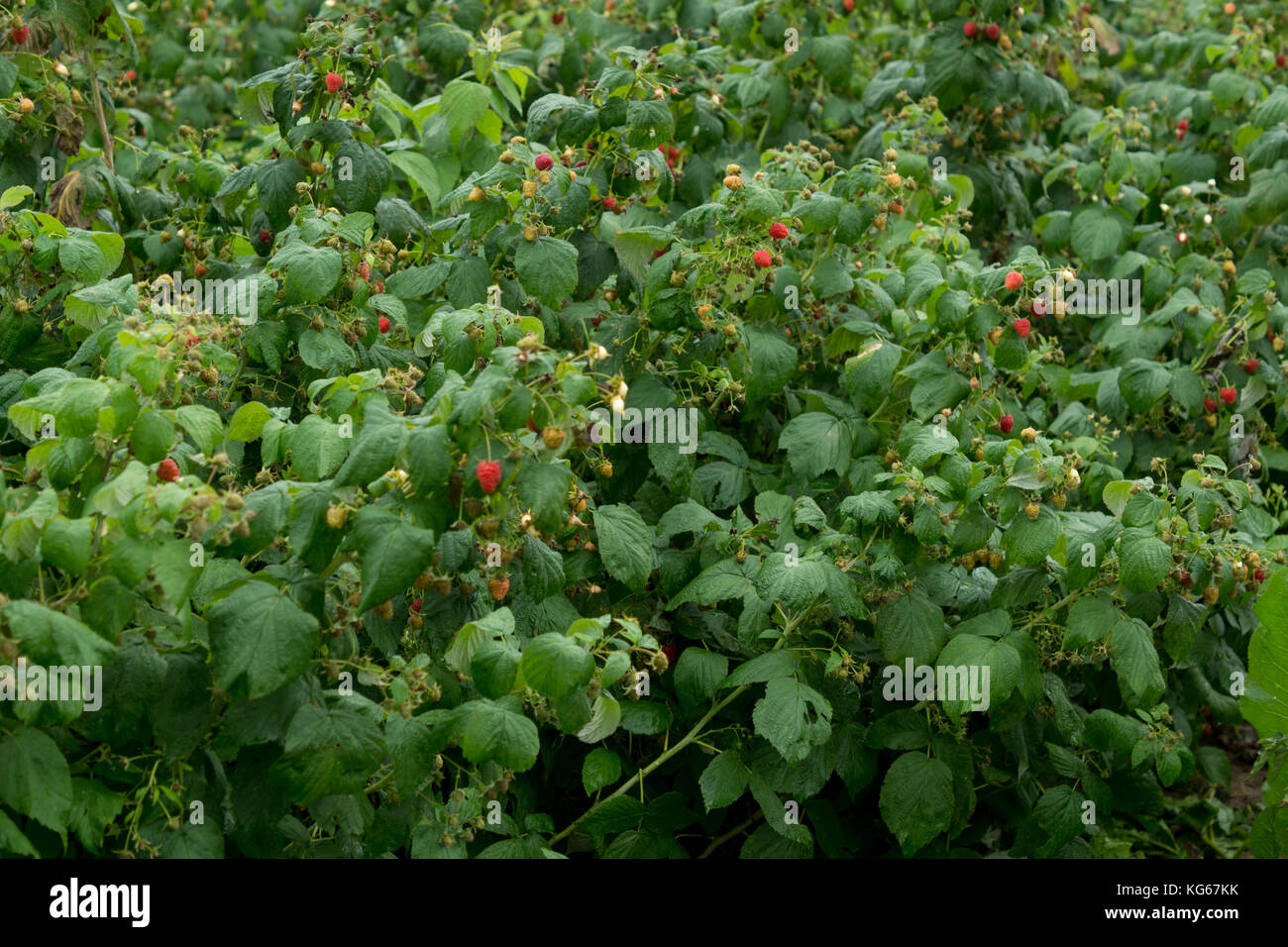 red raspberry growing on a plant during summer Stock Photo - Alamy