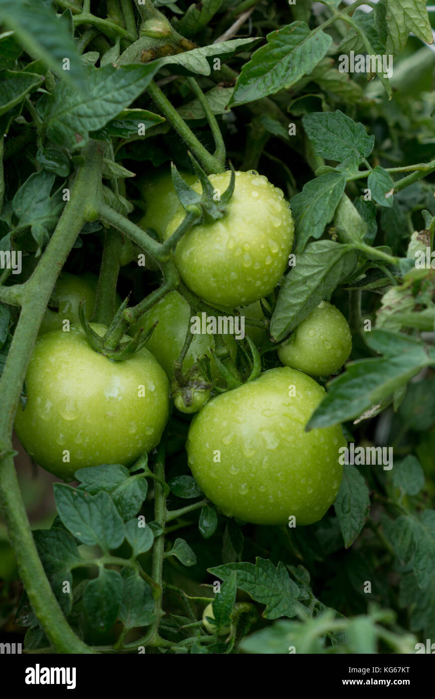 green tomatoes after rain growing on a plant Stock Photo - Alamy