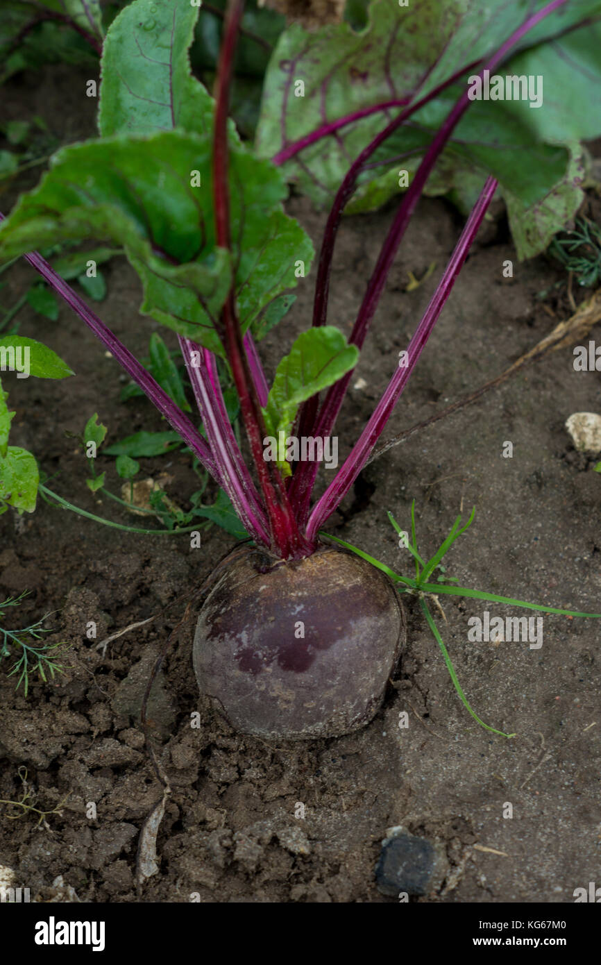 detail of red beet growing on the field Stock Photo - Alamy