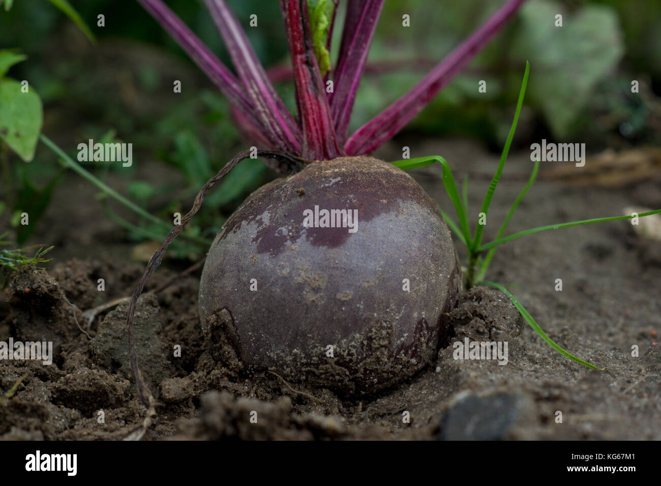 detail of red beet growing on the field Stock Photo - Alamy