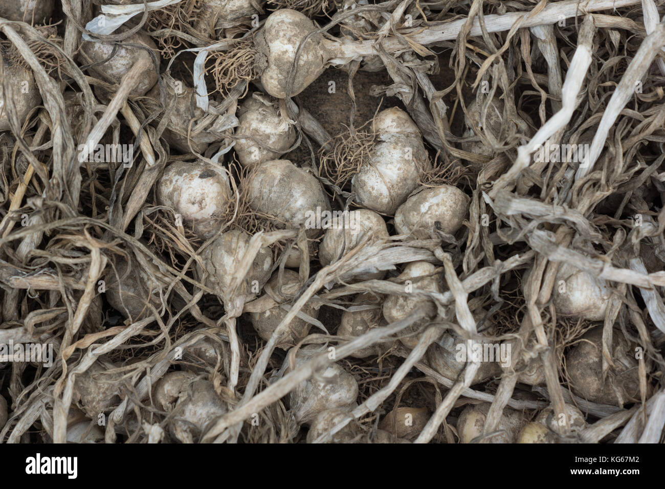 close up of some old spoiled garlic Stock Photo - Alamy