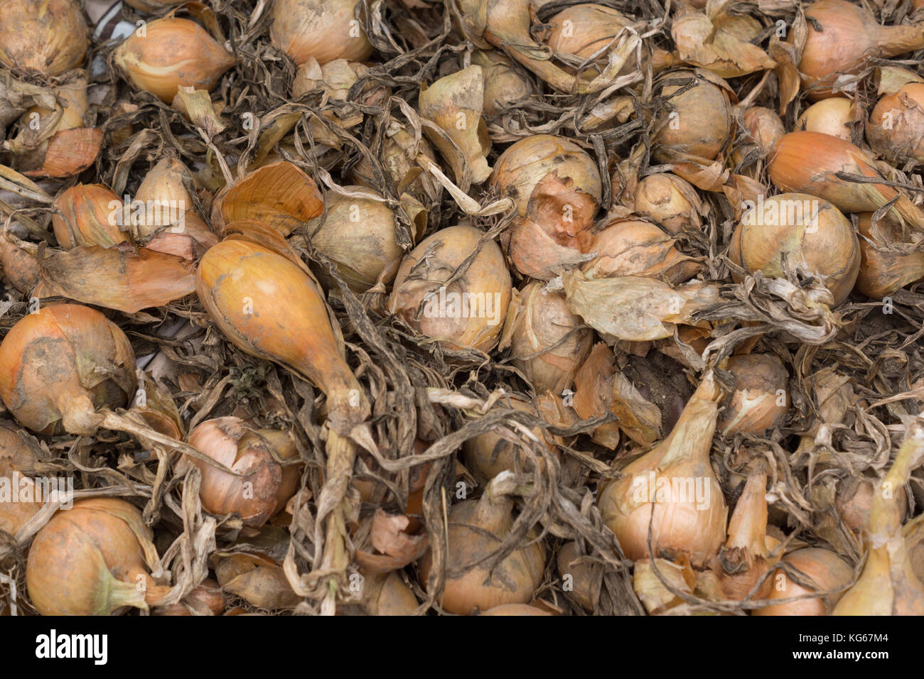 close up of few of some old spoiled onions Stock Photo - Alamy