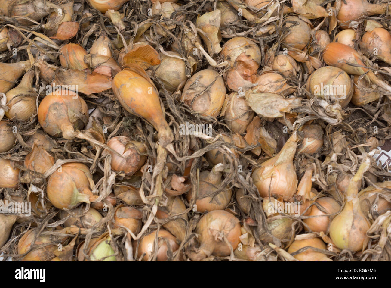 close up of few of some old spoiled onions Stock Photo - Alamy