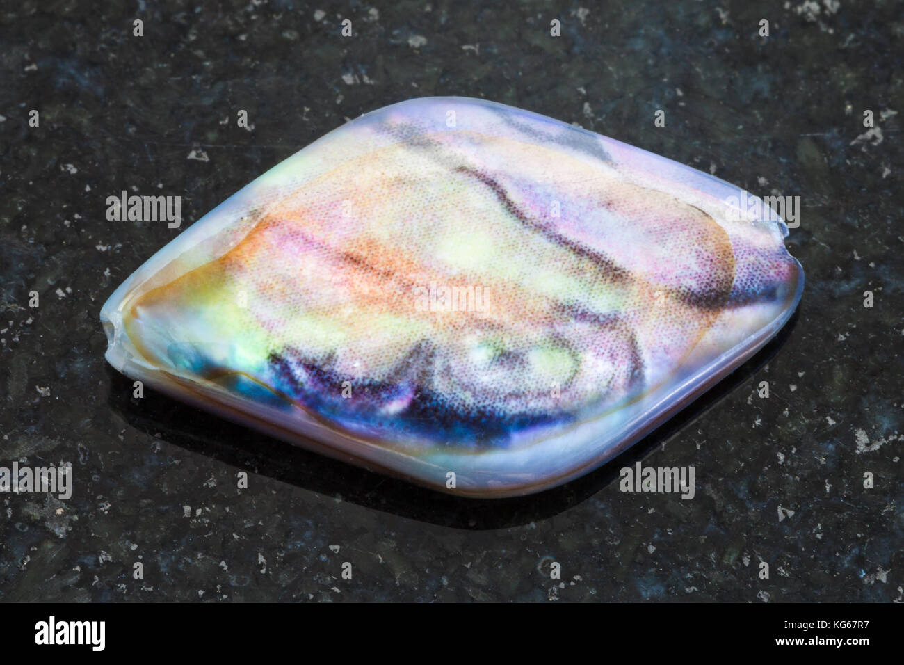 Rainbow abalone hi-res stock photography and images - Alamy