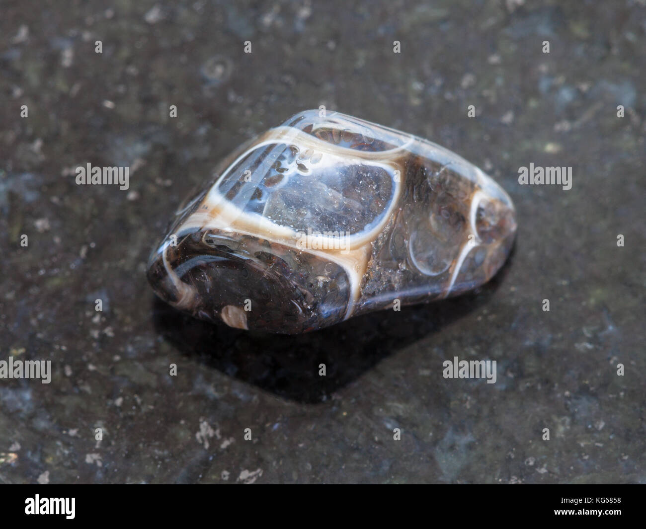 macro shooting of natural mineral rock specimen - polished Turritella ...