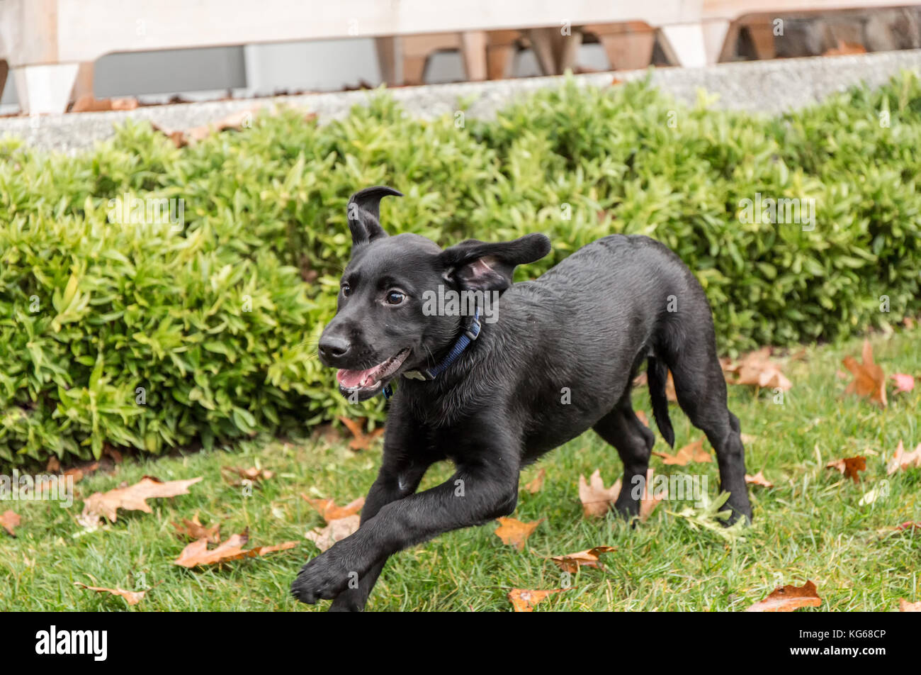"Shadow", a three month old black Labrador Retriever puppy, joyfully ...