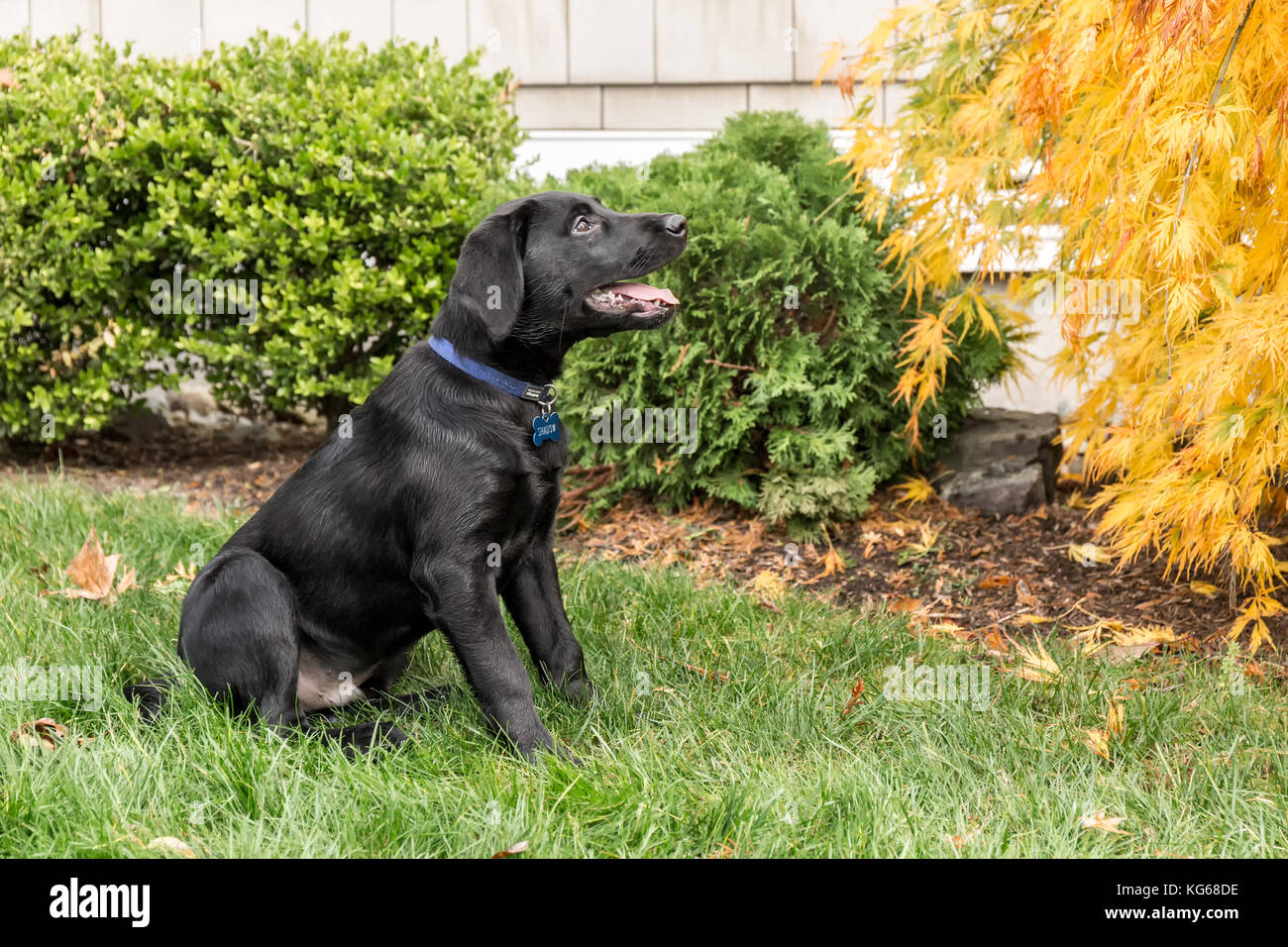 Sitting black lab hi-res stock photography and images - Alamy