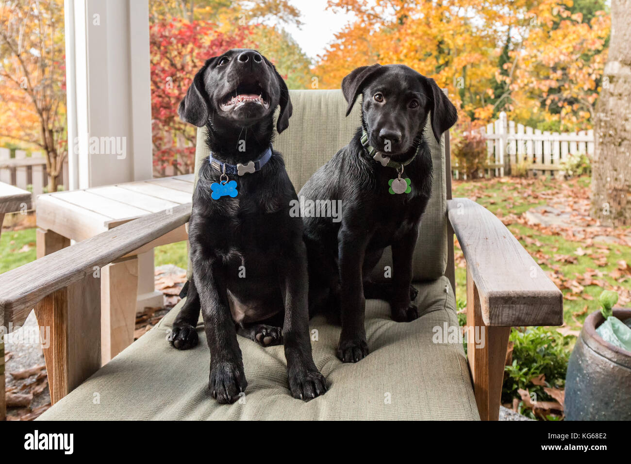 Black Labrador Puppies Stock Photos & Black Labrador Puppies Stock ...