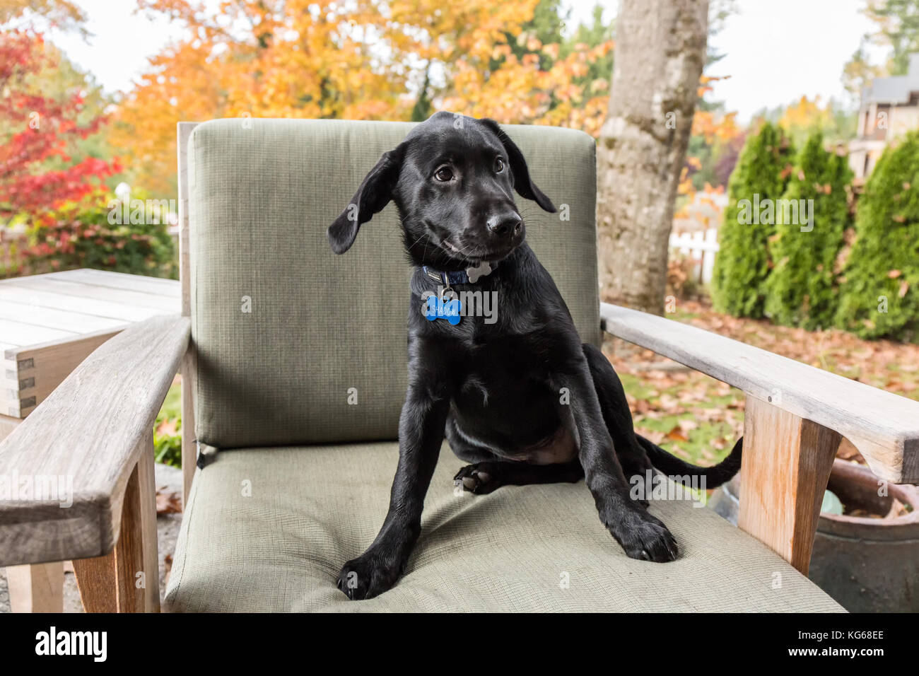"Shadow", a three month old black Labrador Retriever puppy, posing on a ...