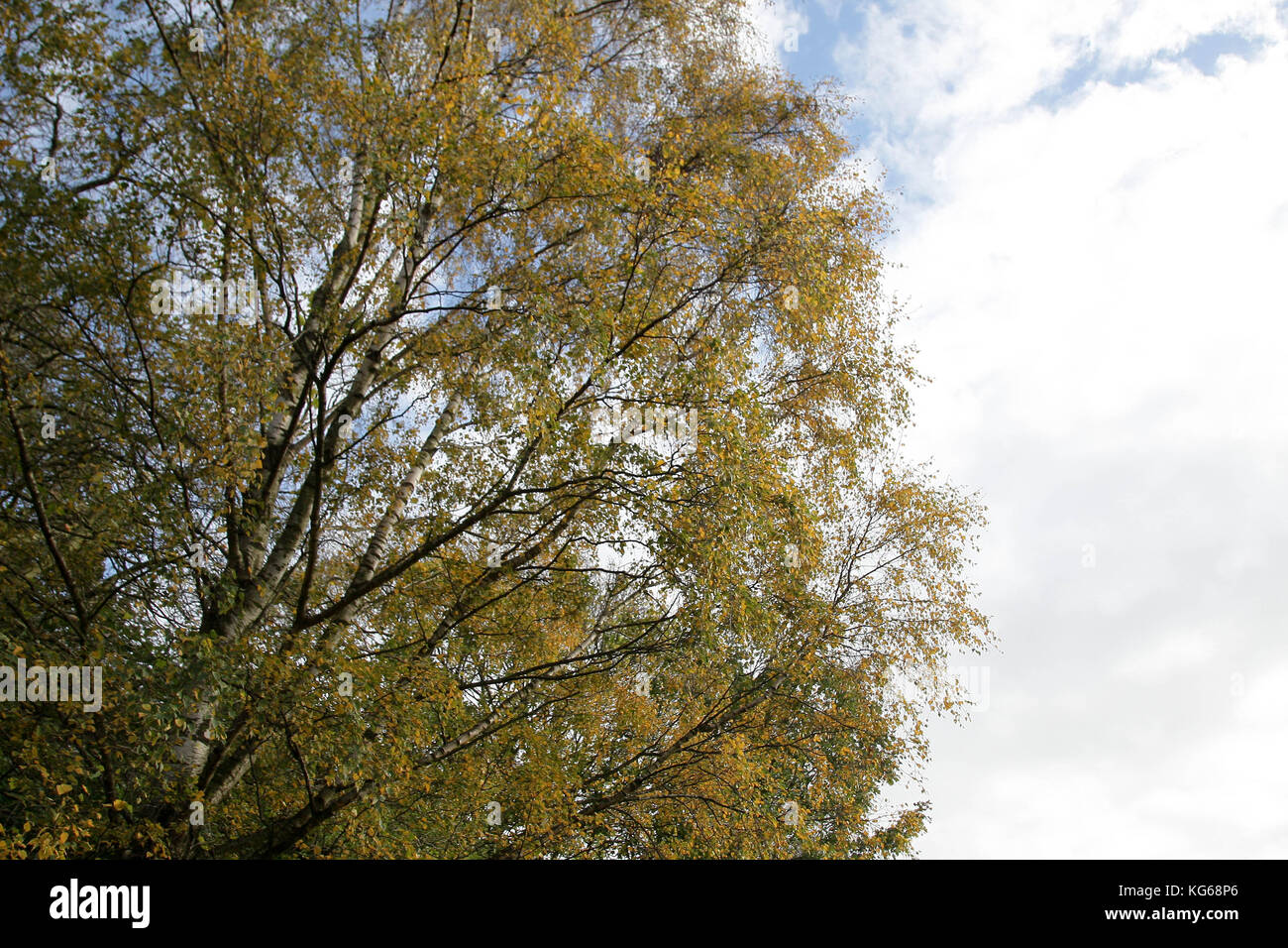 Sefton park bandstand hi-res stock photography and images - Alamy