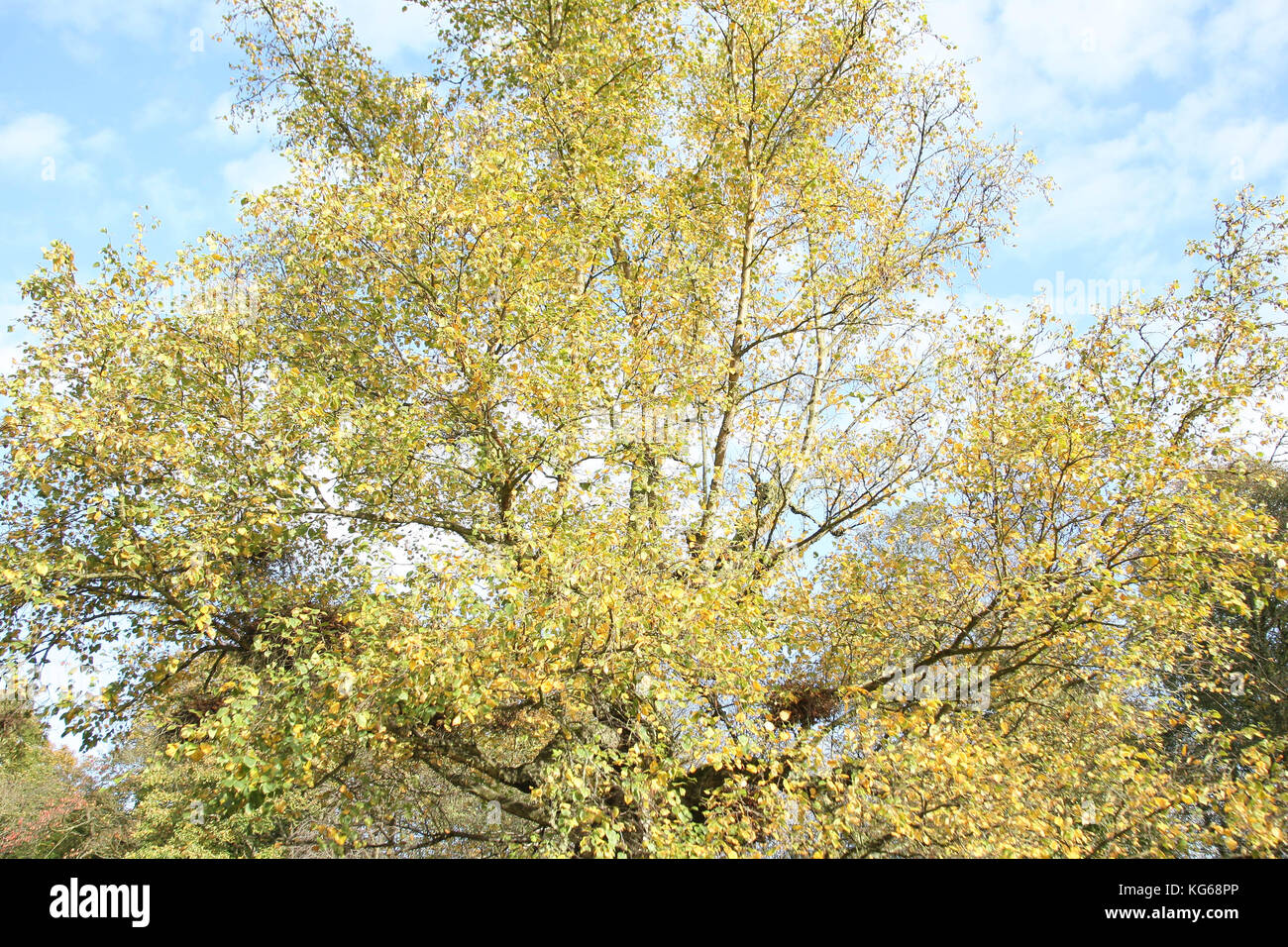 Sefton park bandstand hi-res stock photography and images - Alamy