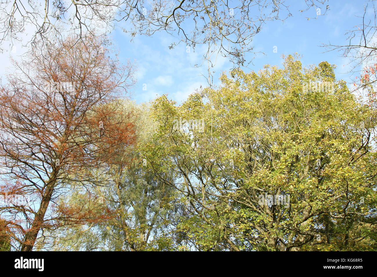 Sefton park bandstand hi-res stock photography and images - Alamy