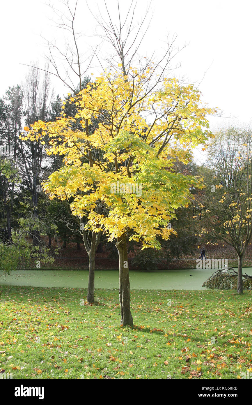 Sefton park aigburth hi-res stock photography and images - Alamy