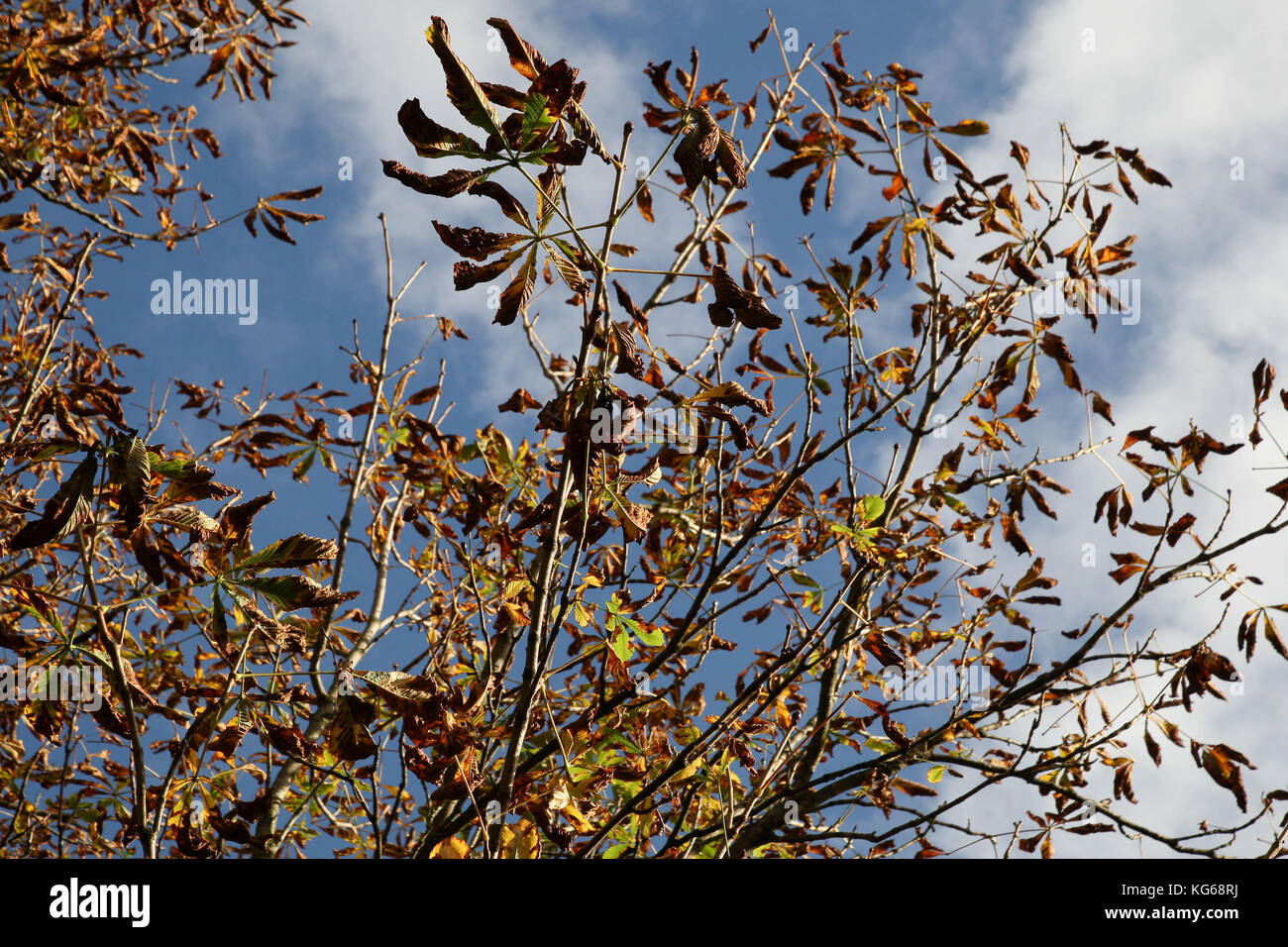 Sefton park bandstand hi-res stock photography and images - Alamy