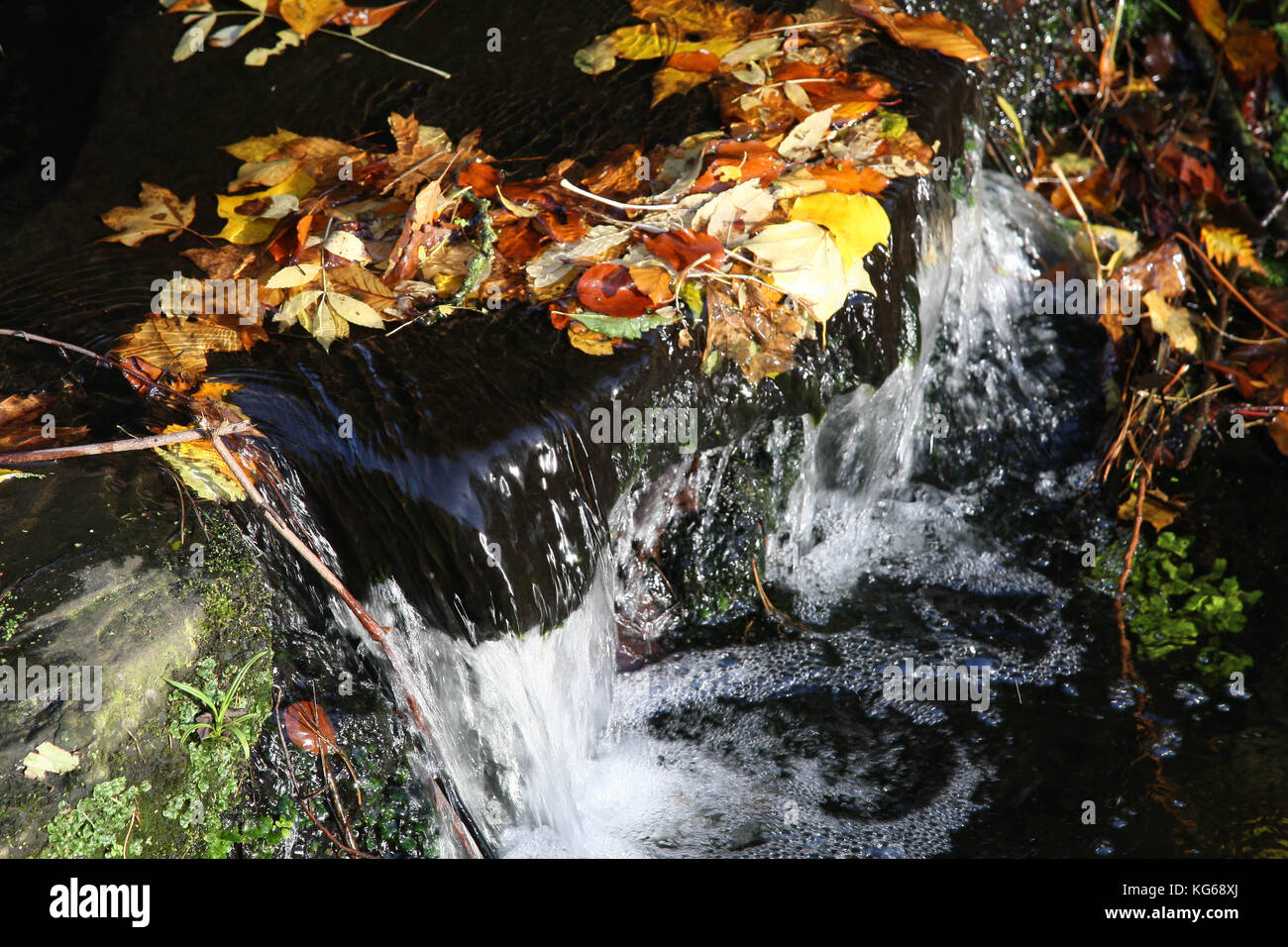 Sefton park bandstand hi-res stock photography and images - Alamy