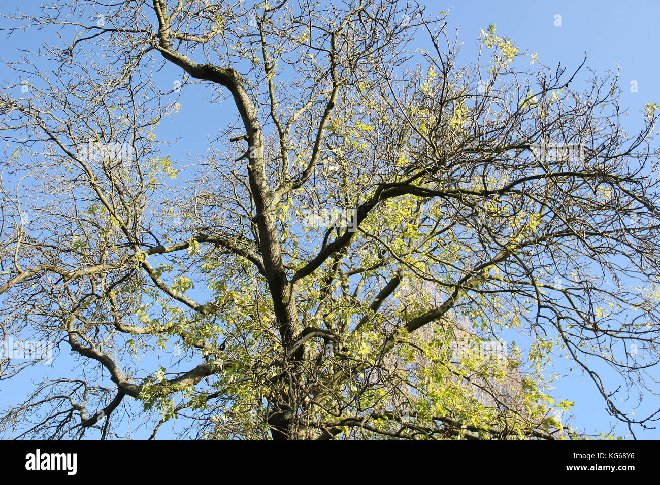 Sefton Park, Autumn time Stock Photo - Alamy