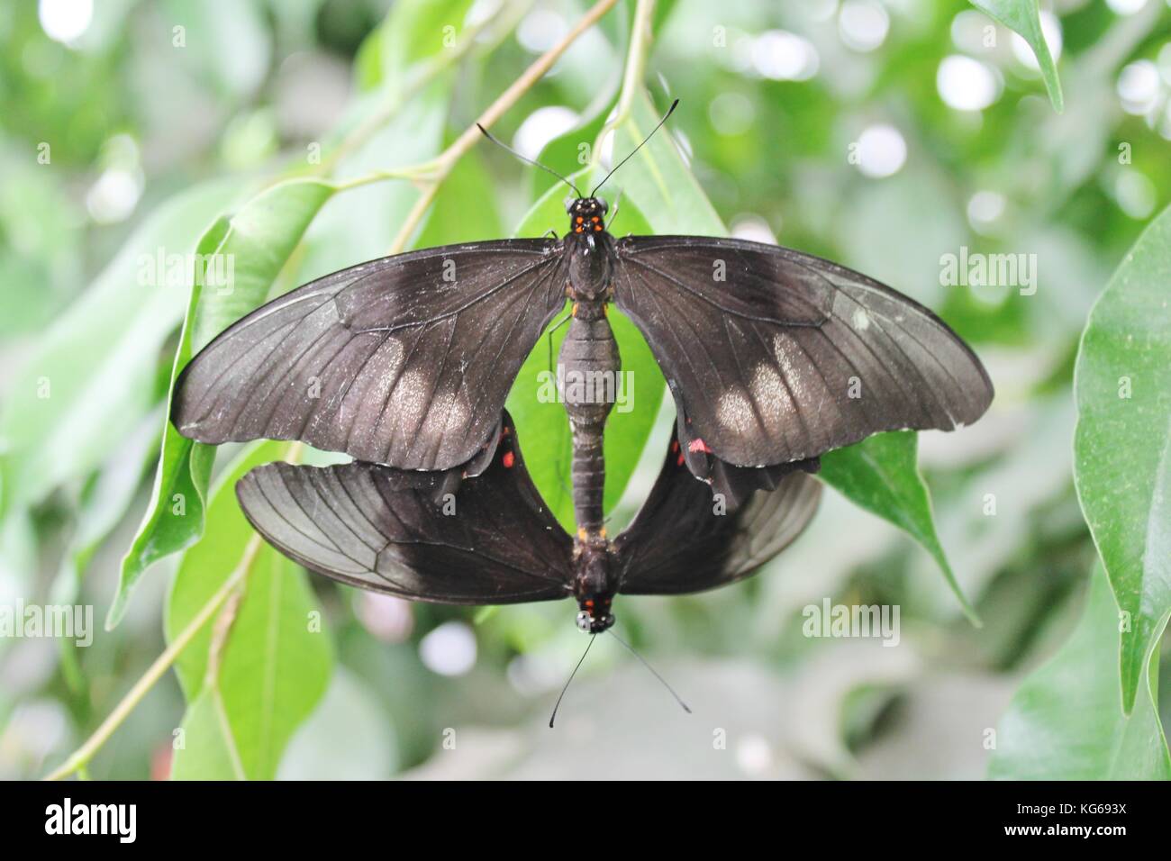 common Mormon butterfly mating Stock Photo - Alamy